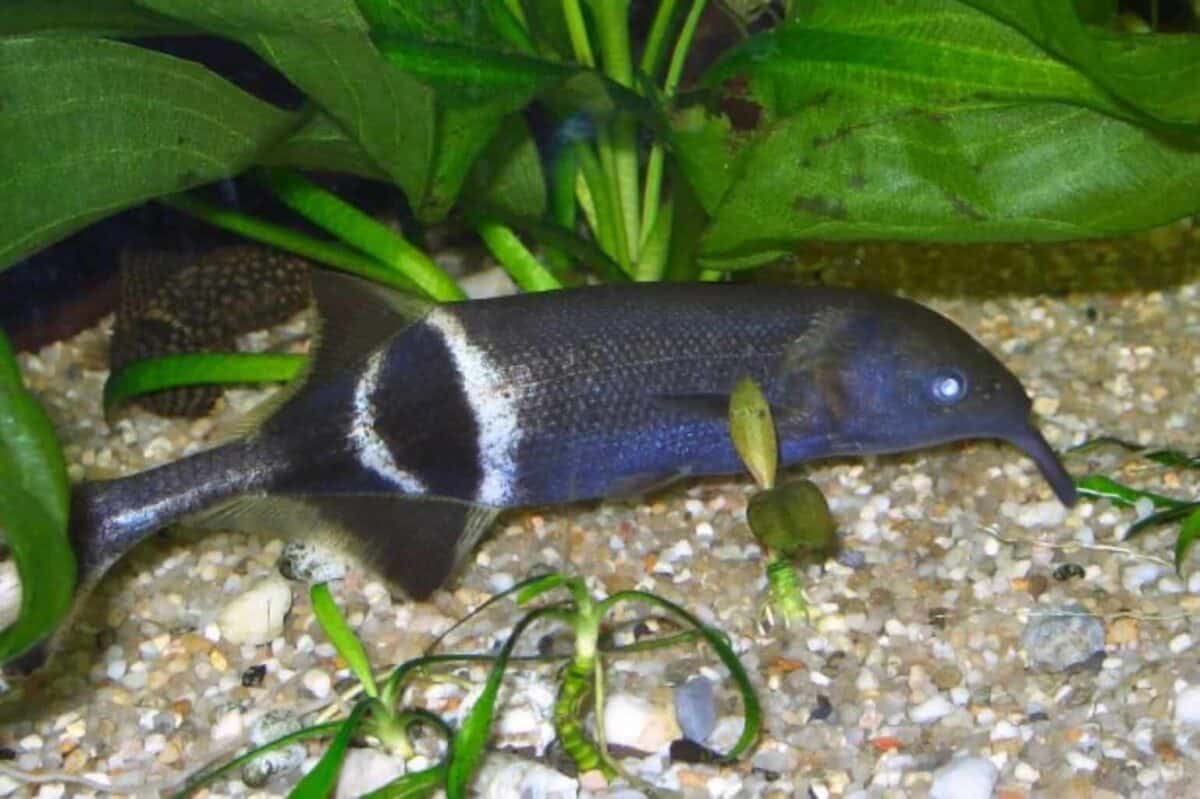 Elephant Nose Fish: Tank, Diet, Health, and Breeding