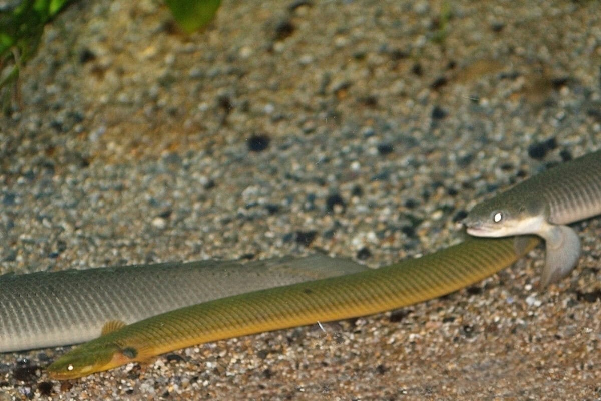 Rope Fish 101: Your Ultimate Care and Compatibility Guide