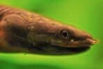 Rope Fish 101: Your Ultimate Care and Compatibility Guide