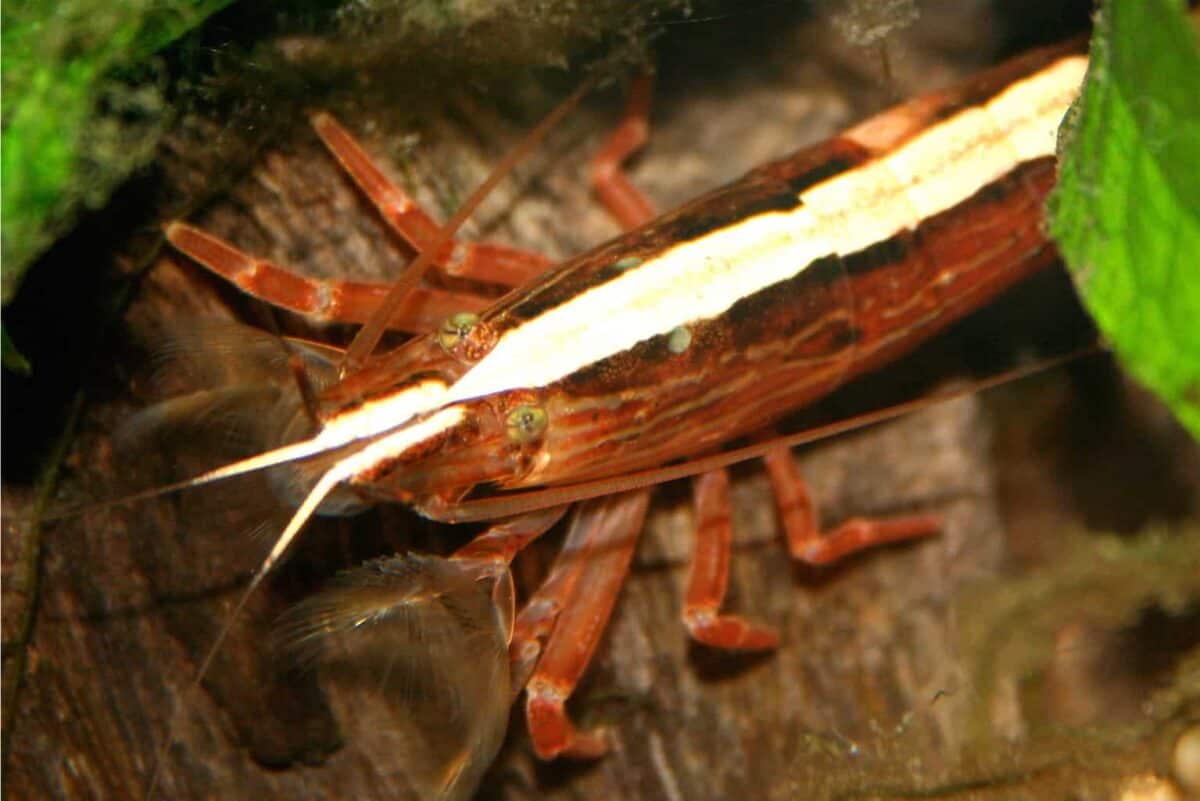 Bamboo Shrimp: Profile, Feeding, Tank, Care & Breeding