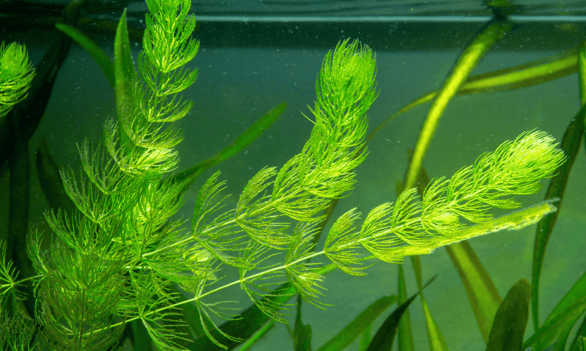 Hornwort 101: Complete Care and Planting Guide ([year])