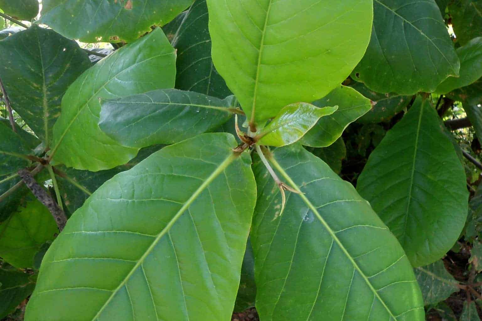 Indian Almond Leaves: What It is and When to Use