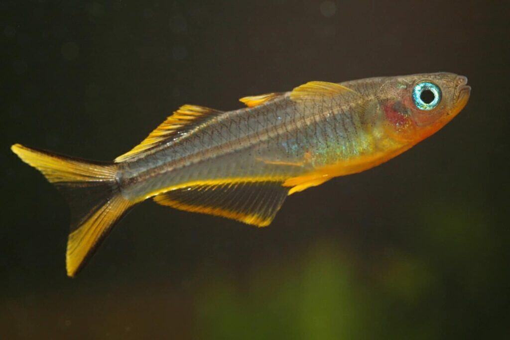 Forktail Rainbowfish: Species Profile & Care Insights
