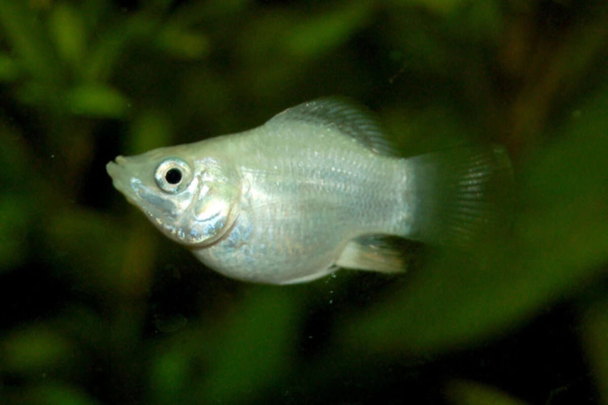 Molly Fish: Profile, Types, Care, Diet, Breeding & More