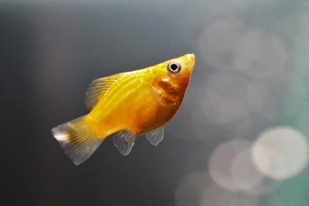 Molly Fish: Profile, Types, Care, Diet, Breeding & More