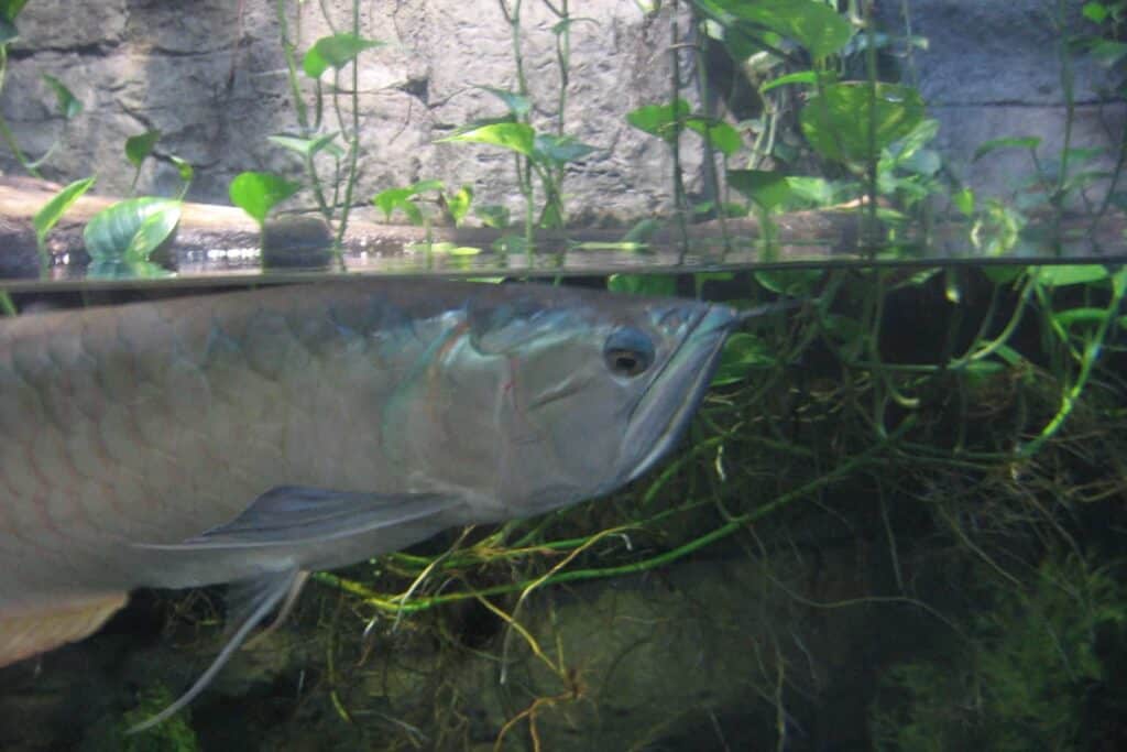 Silver Arowana 101: Care & Compatibility Guide
