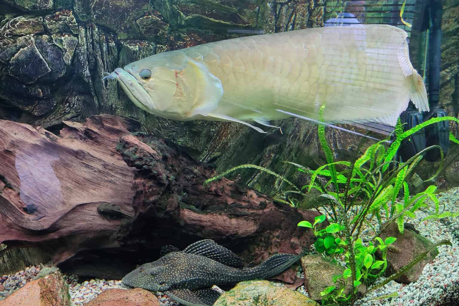 Silver Arowana 101: Care & Compatibility Guide
