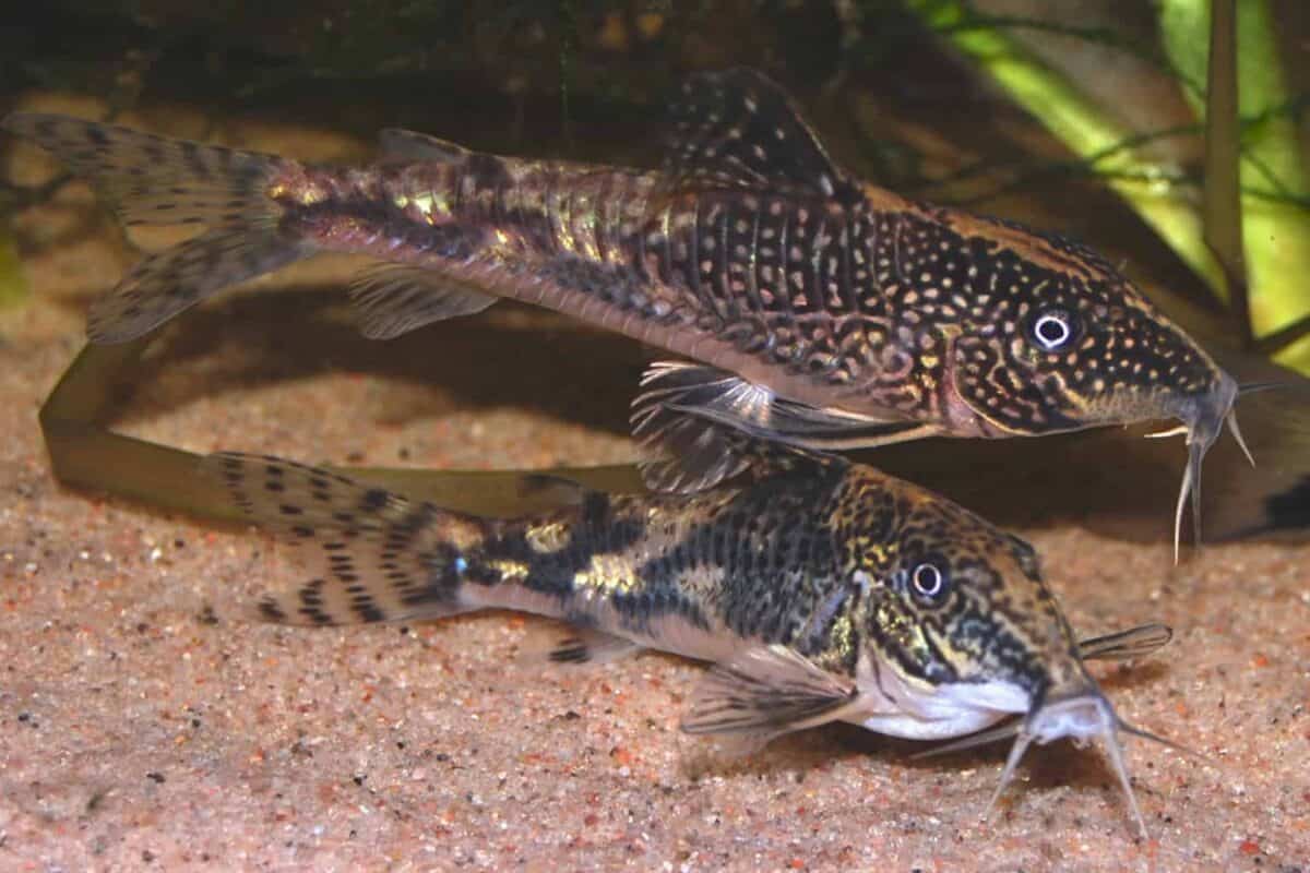 Banded Corydoras: Scleromystax Barbatus Facts & Care Guide