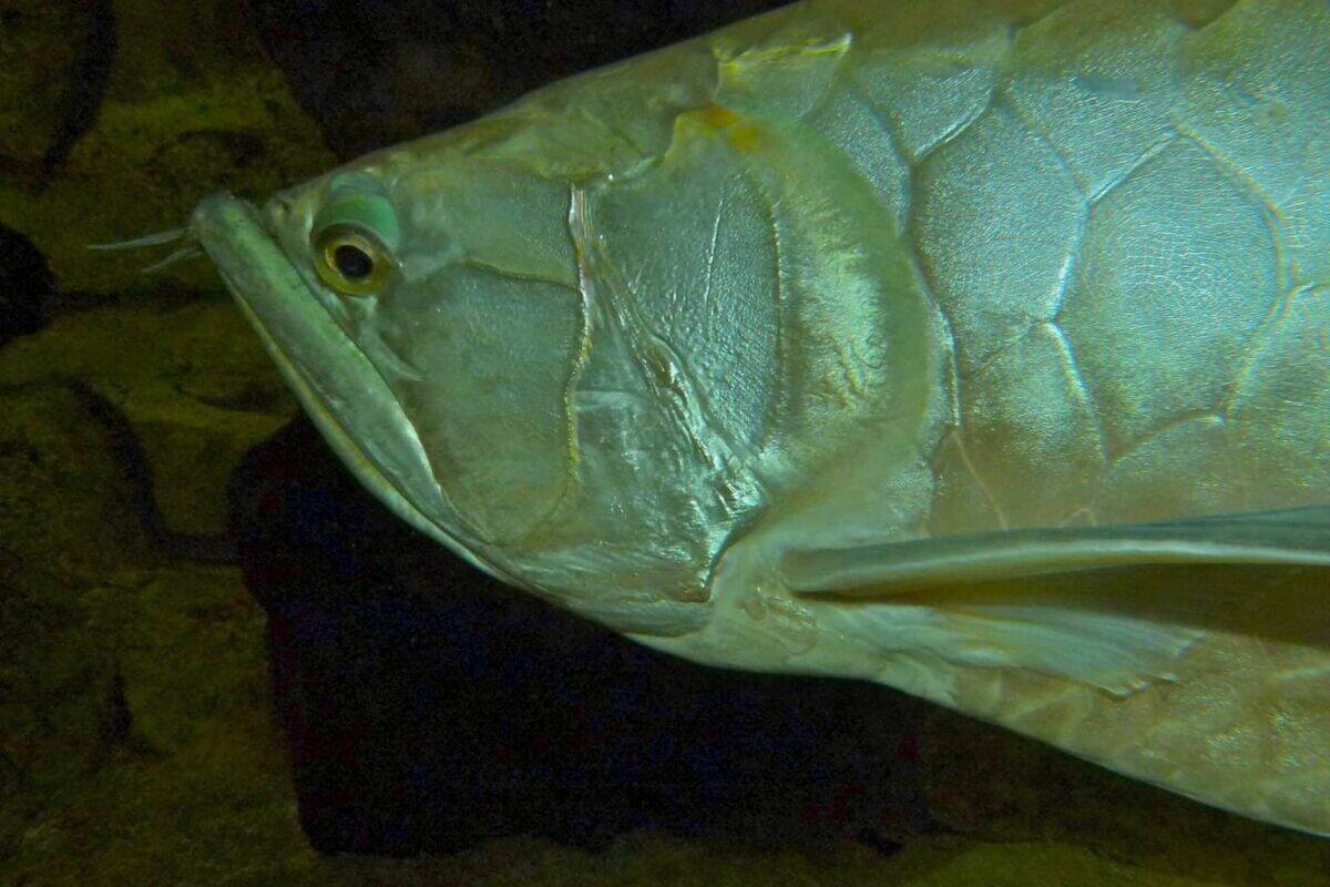 Silver Arowana 101: Care & Compatibility Guide