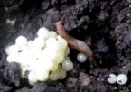 Snail Eggs: How to ID, Facts, Prevention, Care & More