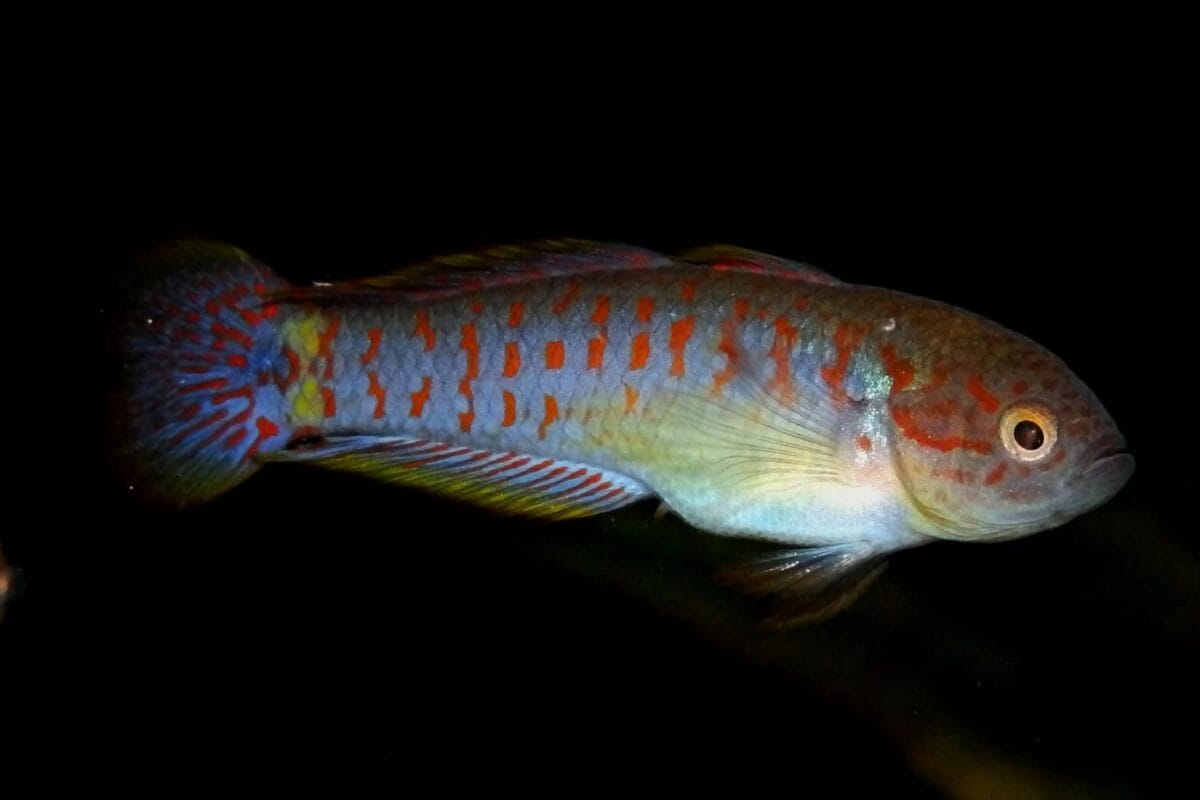 Peacock Gudgeon: Care, Feeding, Diet, and Breeding