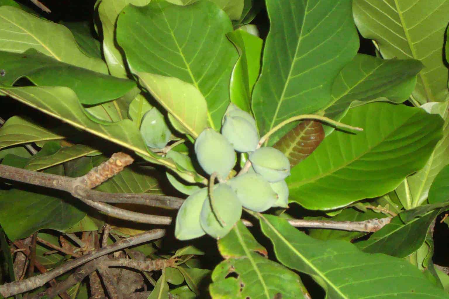 Indian Almond Leaves: What It is and When to Use