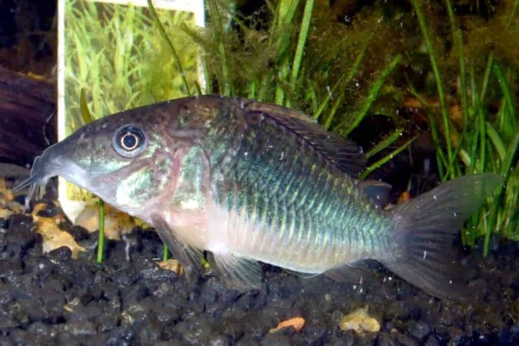Emerald Catfish Care Guide: Tank Mates, Facts & More