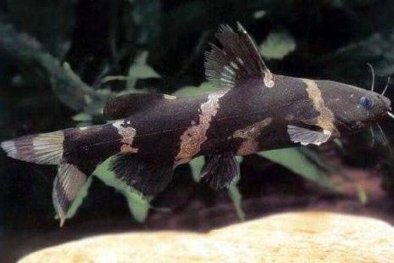Asian Bumblebee Catfish: Pseudomystus Siamensis Care Tips