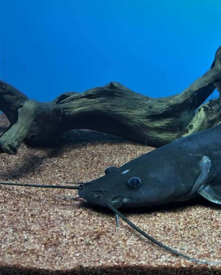 Crystal-eyed Catfish: Hemibagrus Wyckii Facts & Care Tips