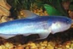 Blue Whale Catfish: Cetopsis Coecutiens Facts & Care Tips