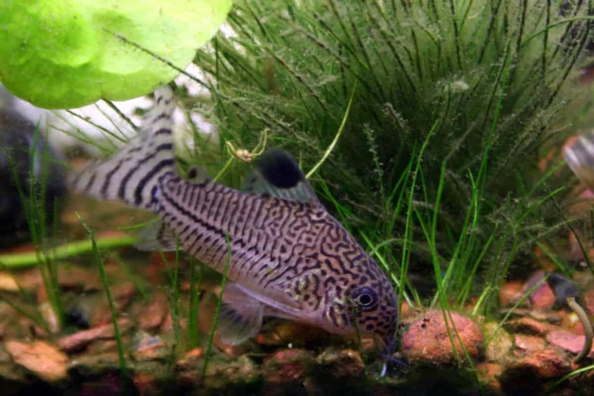 Corydoras Julii: Species and Care Guide for Julii Cory