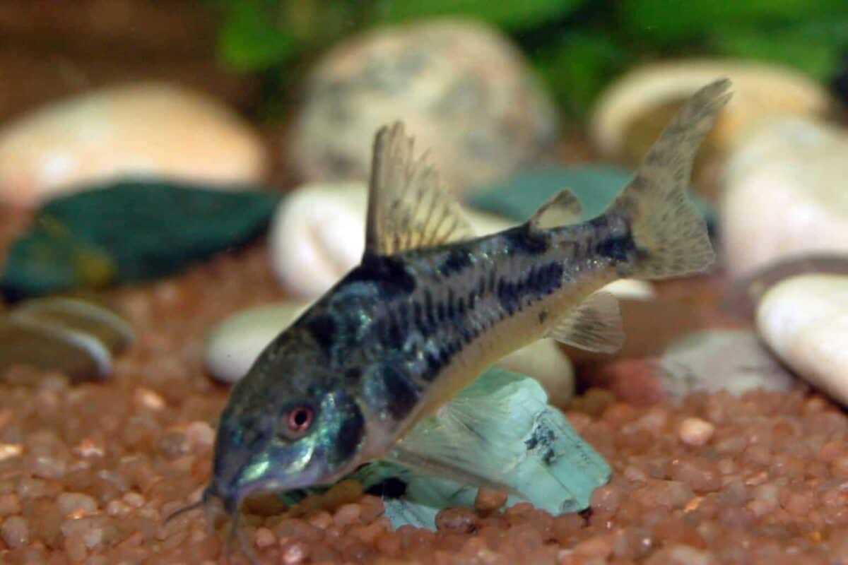 Pepper Cory: Profile, Tank, Diet, Health, and Breeding