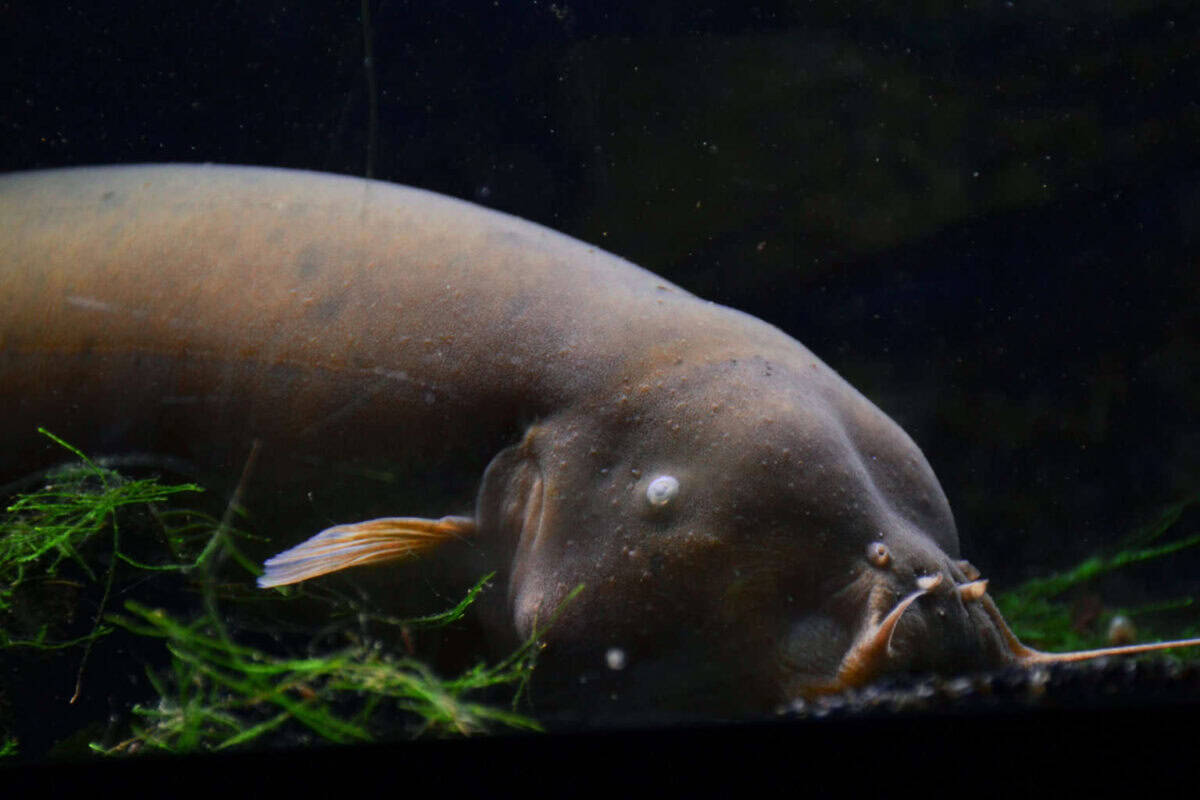 Electric Catfish: Malapterurus Electricus Facts & Care Tips