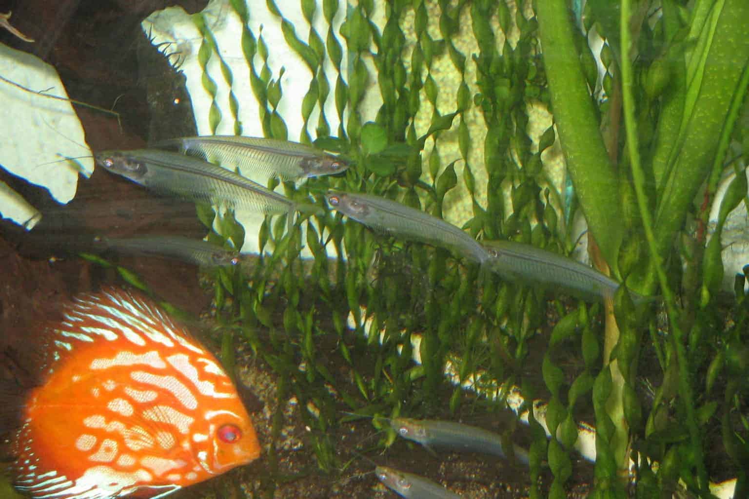 Ghost Catfish: Care, Tank, Health, Diet, Breeding & More