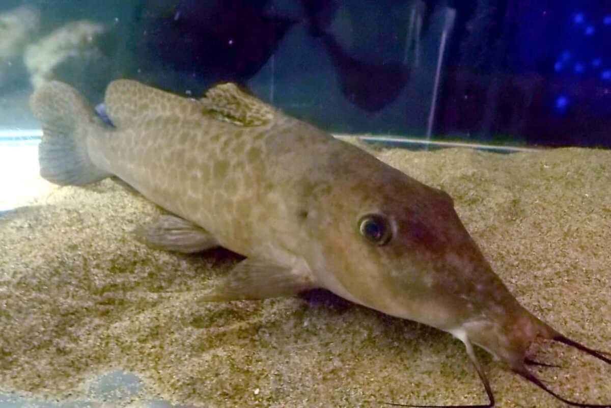 Giraffe Catfish: Care Tips For Auchenoglanis Occidentalis
