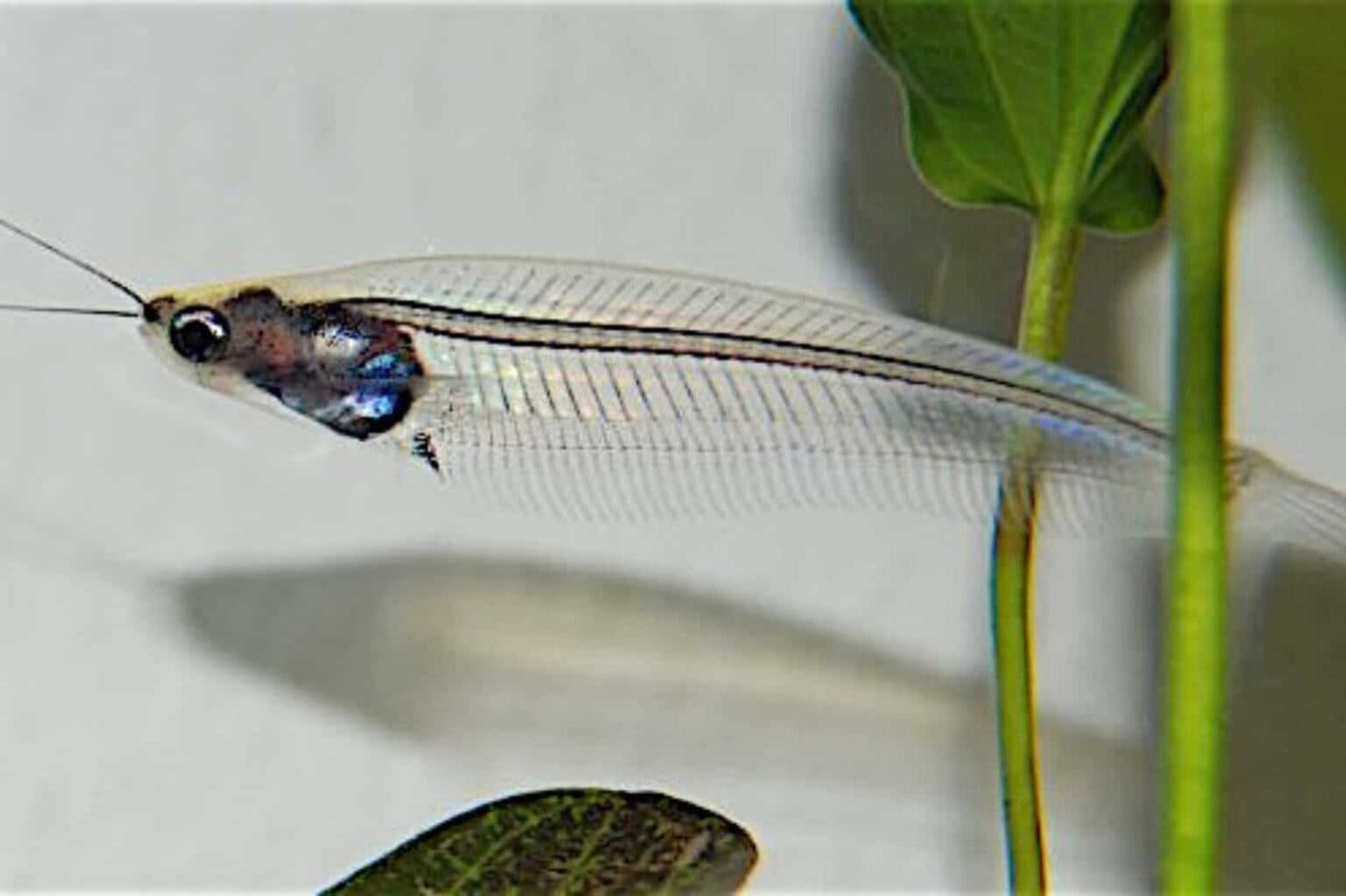 Ghost Catfish: Care, Tank, Health, Diet, Breeding & More