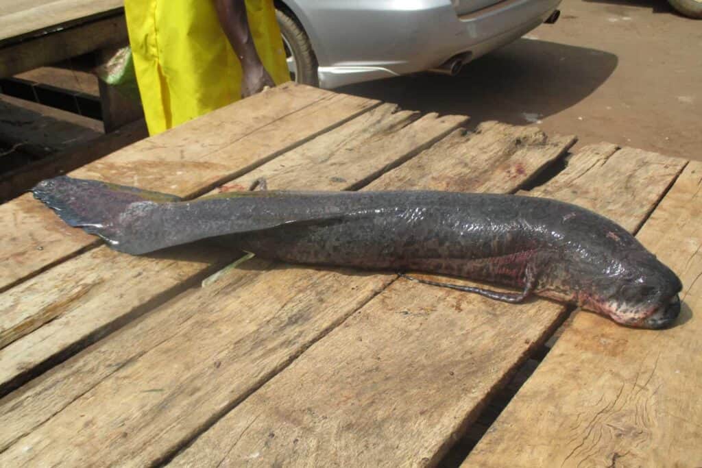 How Long Can Fish Live Without Water? Resilience Discovered