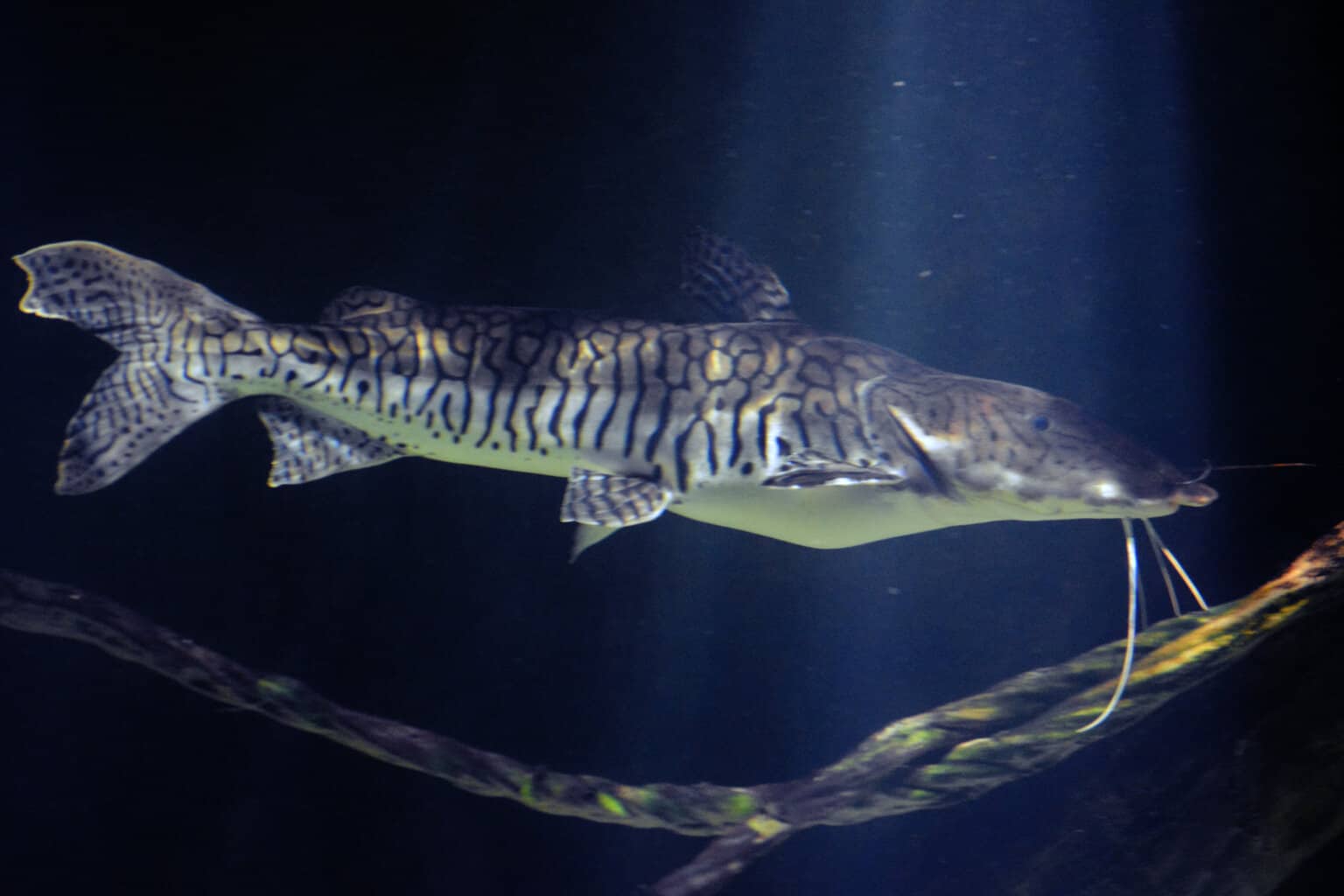Tiger Sorubim (Pseudoplatystoma tigrinum): All You Need to Know