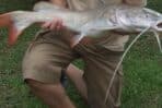 Asian Red Tailed Catfish: Hemibagrus Wyckioides Care Guide