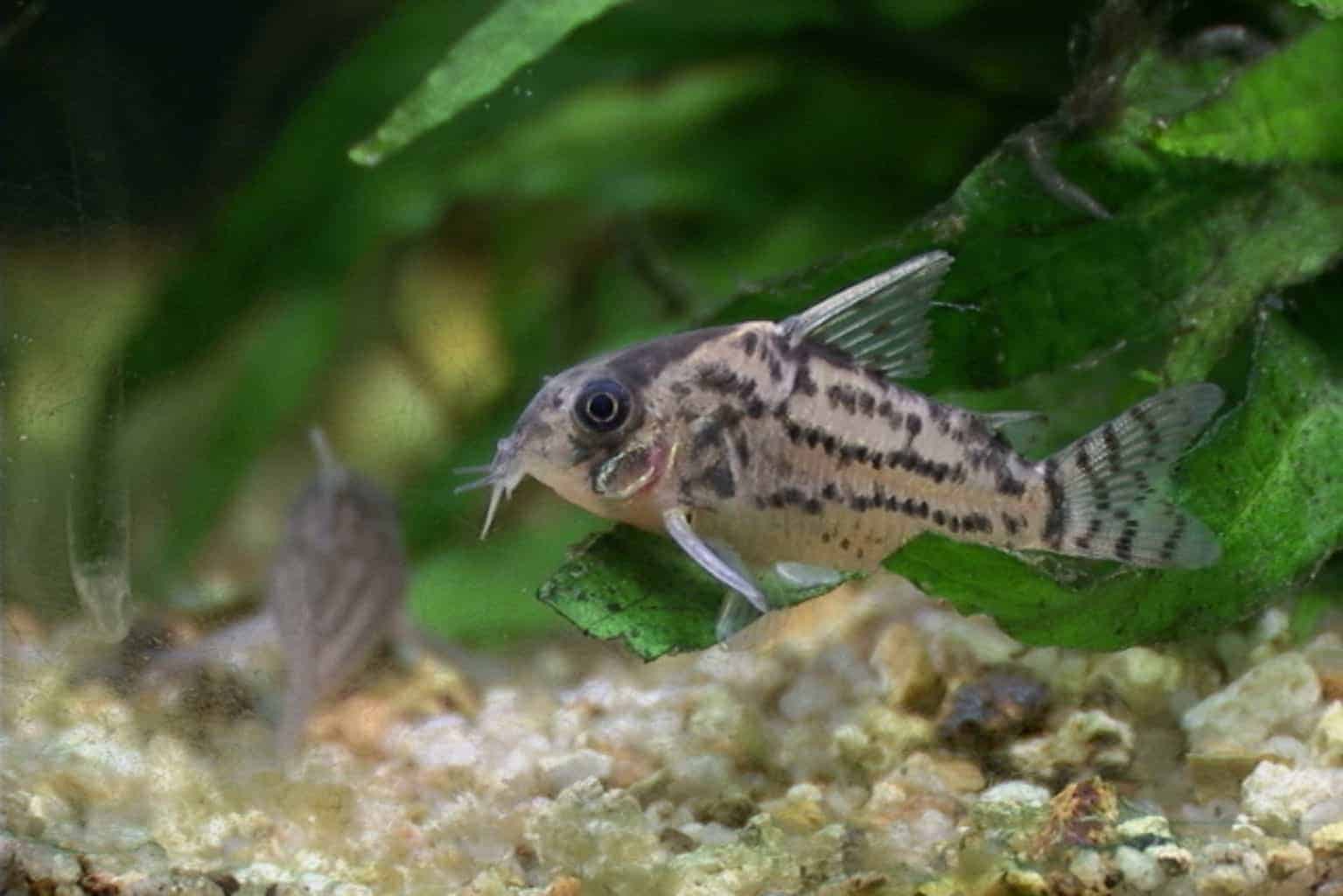 Corydoras Schwartzi: Schwartz's Cory Species & Care Guide