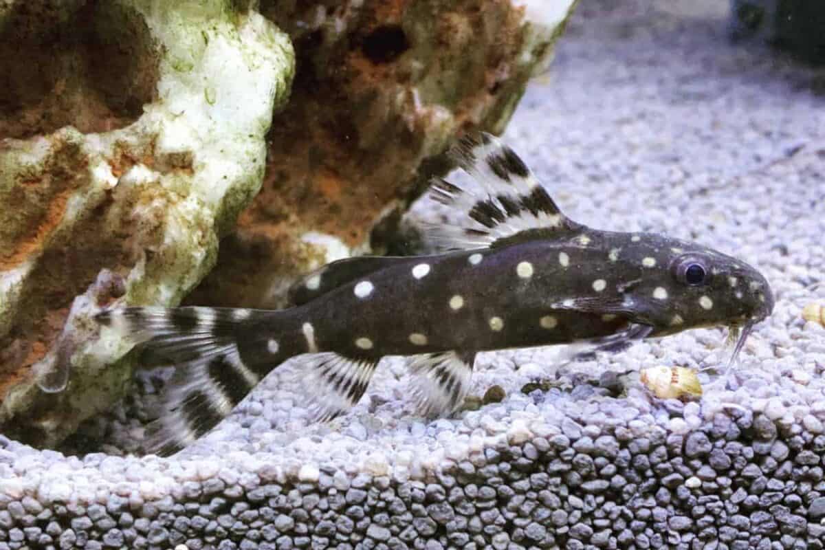 Synodontis Angelicus: Angel Squeaker Facts & Care Tips