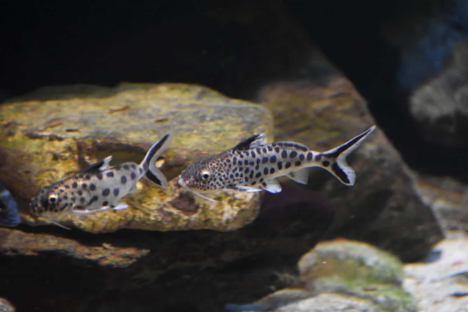 Cuckoo Catfish: Synodontis Multipunctatus Facts & Care Tips