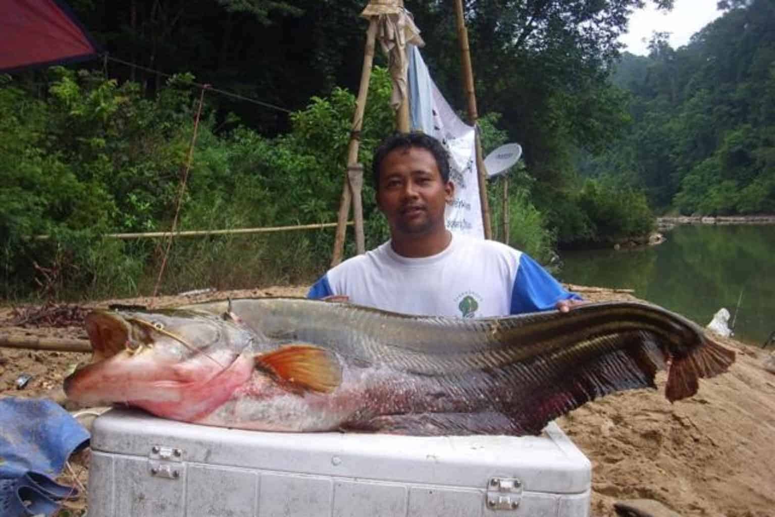 Wallago Leerii: Striped Wallago Catfish Facts & Care Tips