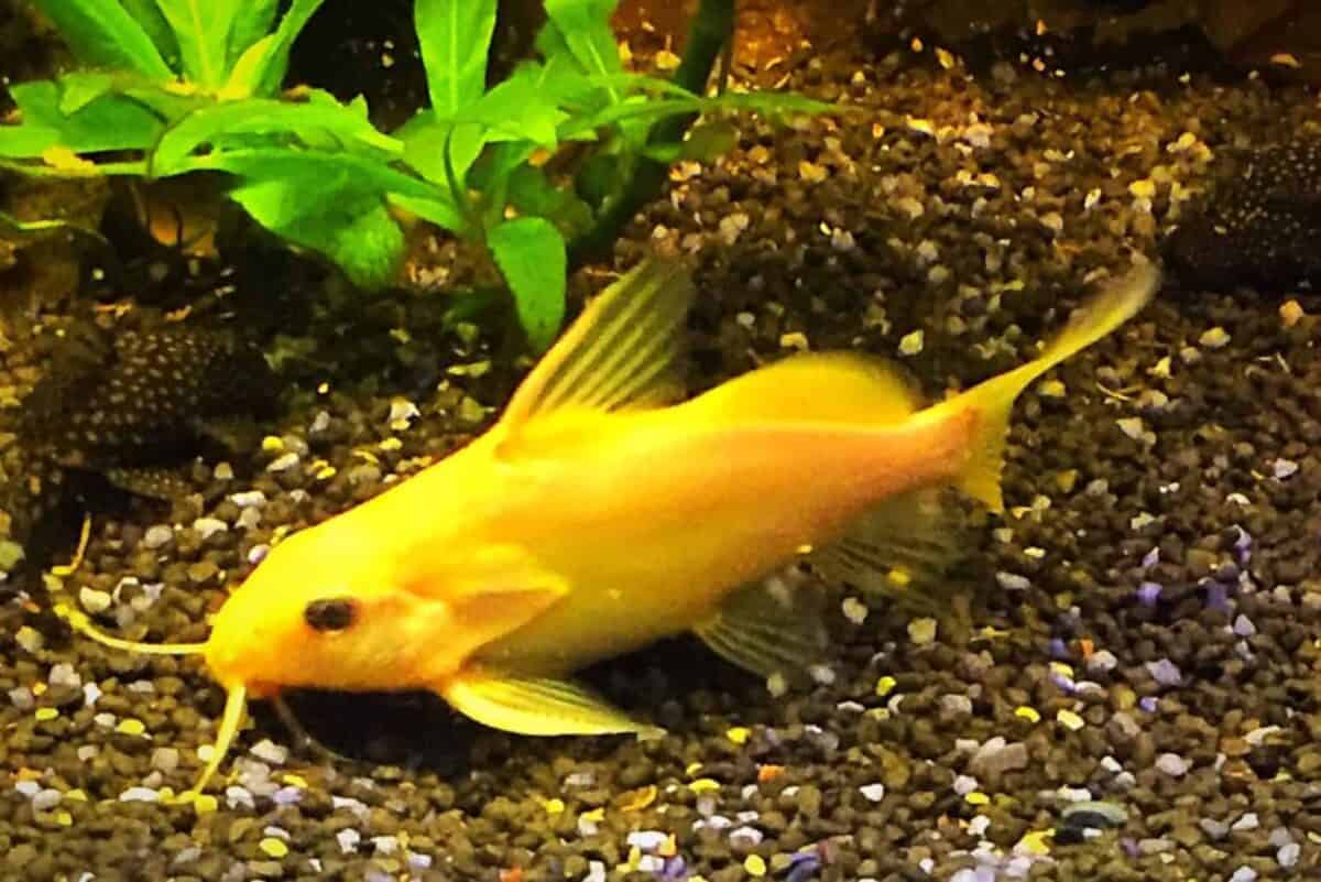 Synodontis Nigrita: False Upside Down Catfish Care Guide