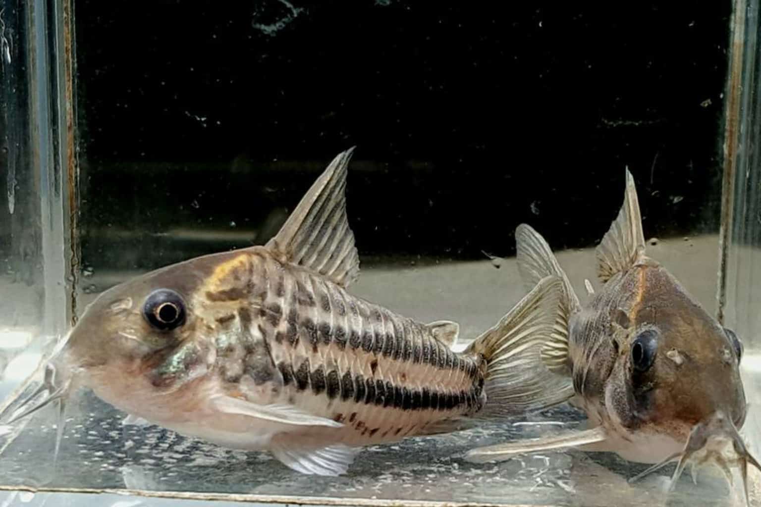 Corydoras Ornatus: Discovering the Ornate Cory Catfish