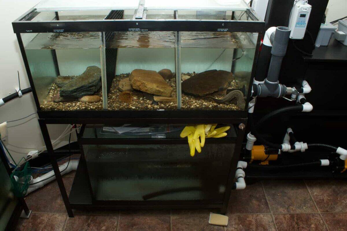 Divided Betta Fish Tanks: Set up, Benefits, and DIY Options