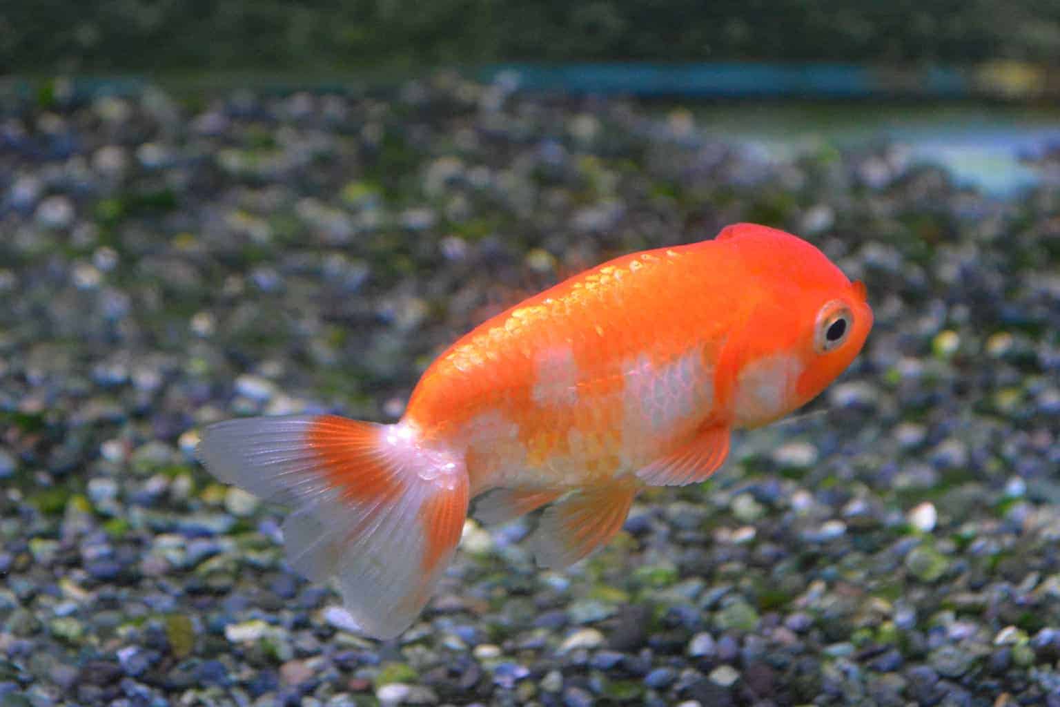 The Ultimate Ranchu Goldfish Care Guide: From Tank Size to Lifespan ...