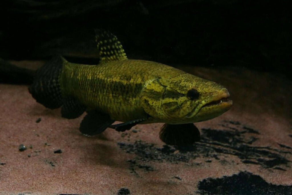 Aggressive Freshwater Fish for Your Aquarium