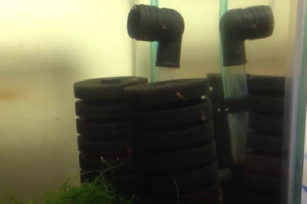 How To Set Up A Sponge Filter (Guide and Tips)