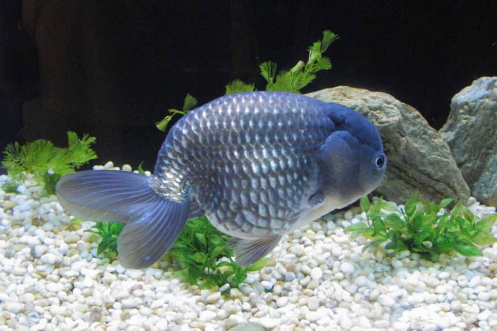 The Ultimate Ranchu Goldfish Care Guide: From Tank Size to Lifespan ...