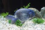 The Ultimate Ranchu Goldfish Care Guide: From Tank Size to Lifespan ...