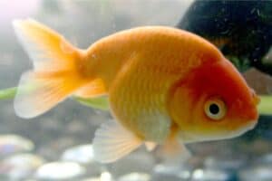The Ultimate Ranchu Goldfish Care Guide: From Tank Size to Lifespan ...
