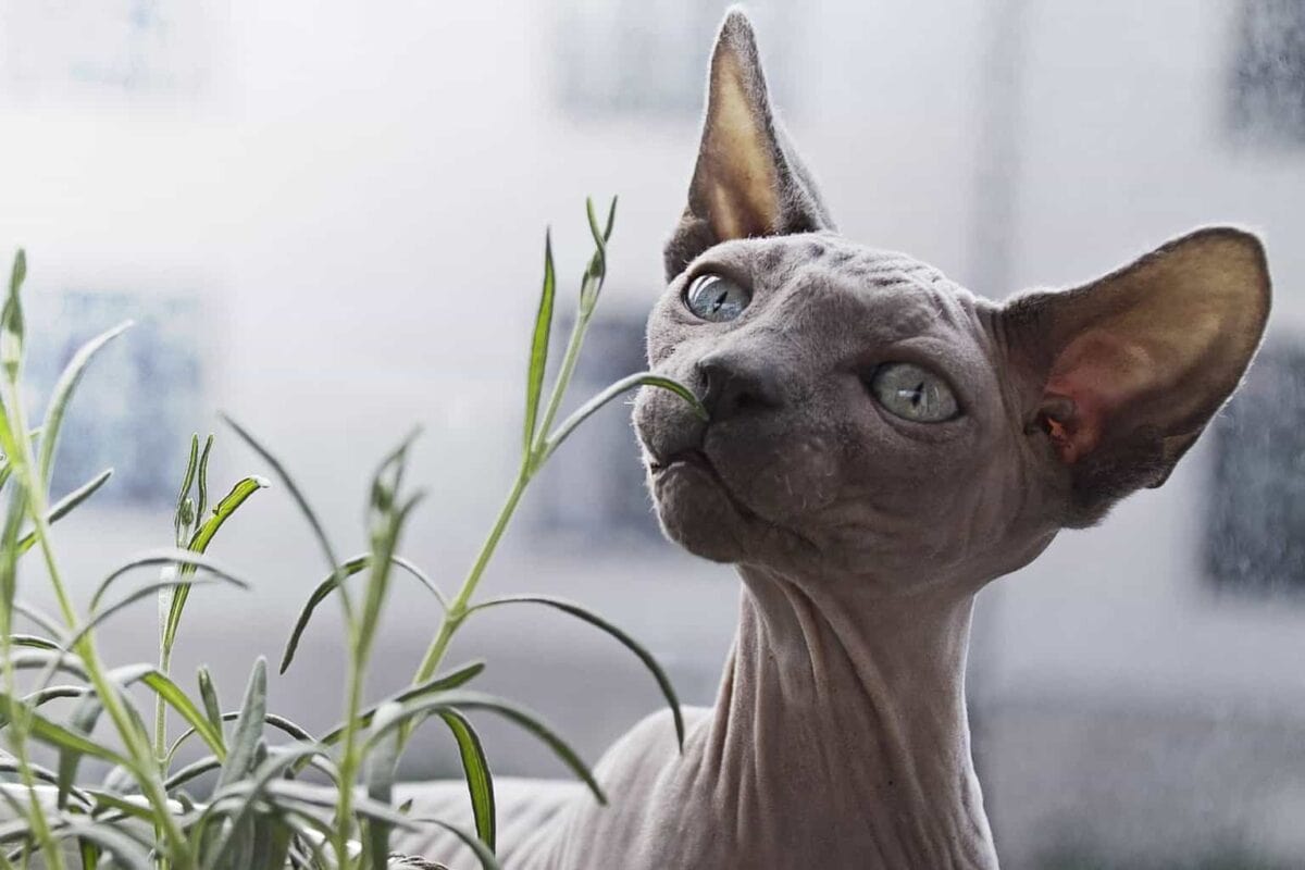 Exploring the Origins: Where Do Hairless Cats Come From?