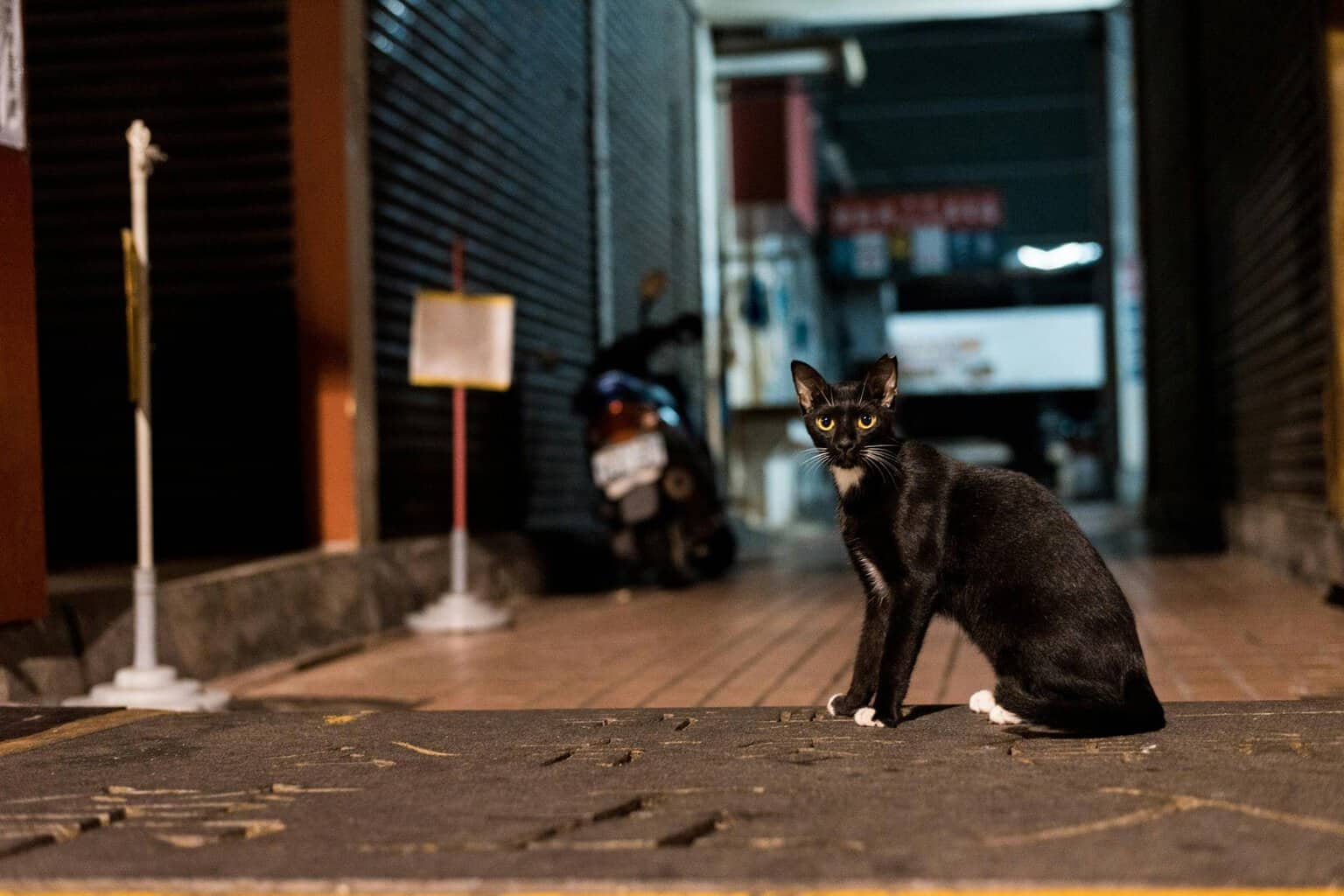 Decoding Feline Vision: What Does Pink Look Like to Cats?