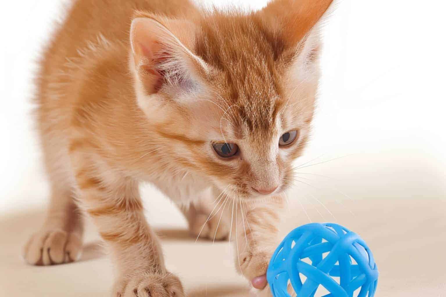 Decoding Feline Vision: What Does Pink Look Like to Cats?
