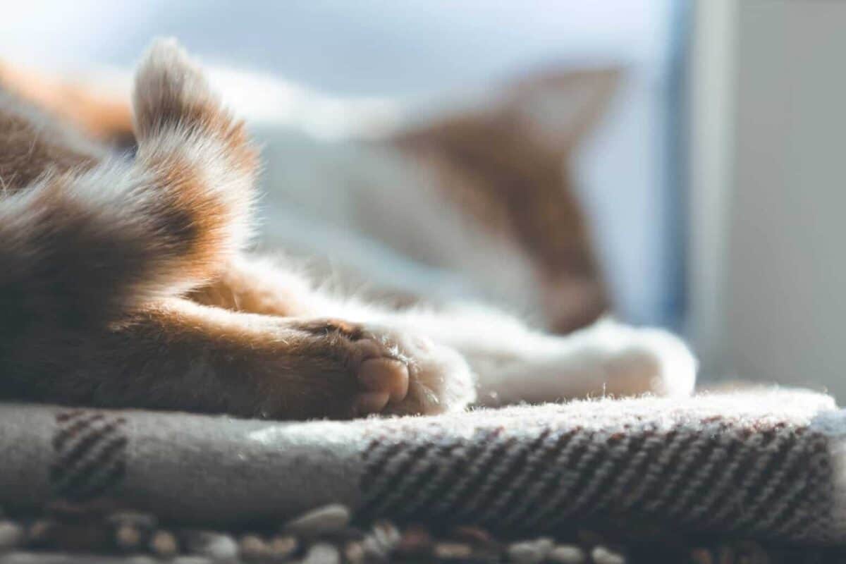 Understanding the Reasons Why Do Cats Tails Fall Off