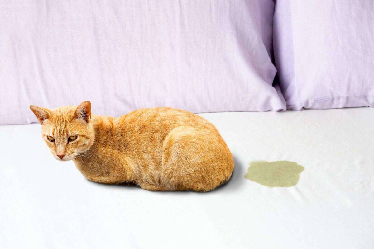 Discovering the Truth: Why Is My Cat's Pee Orange