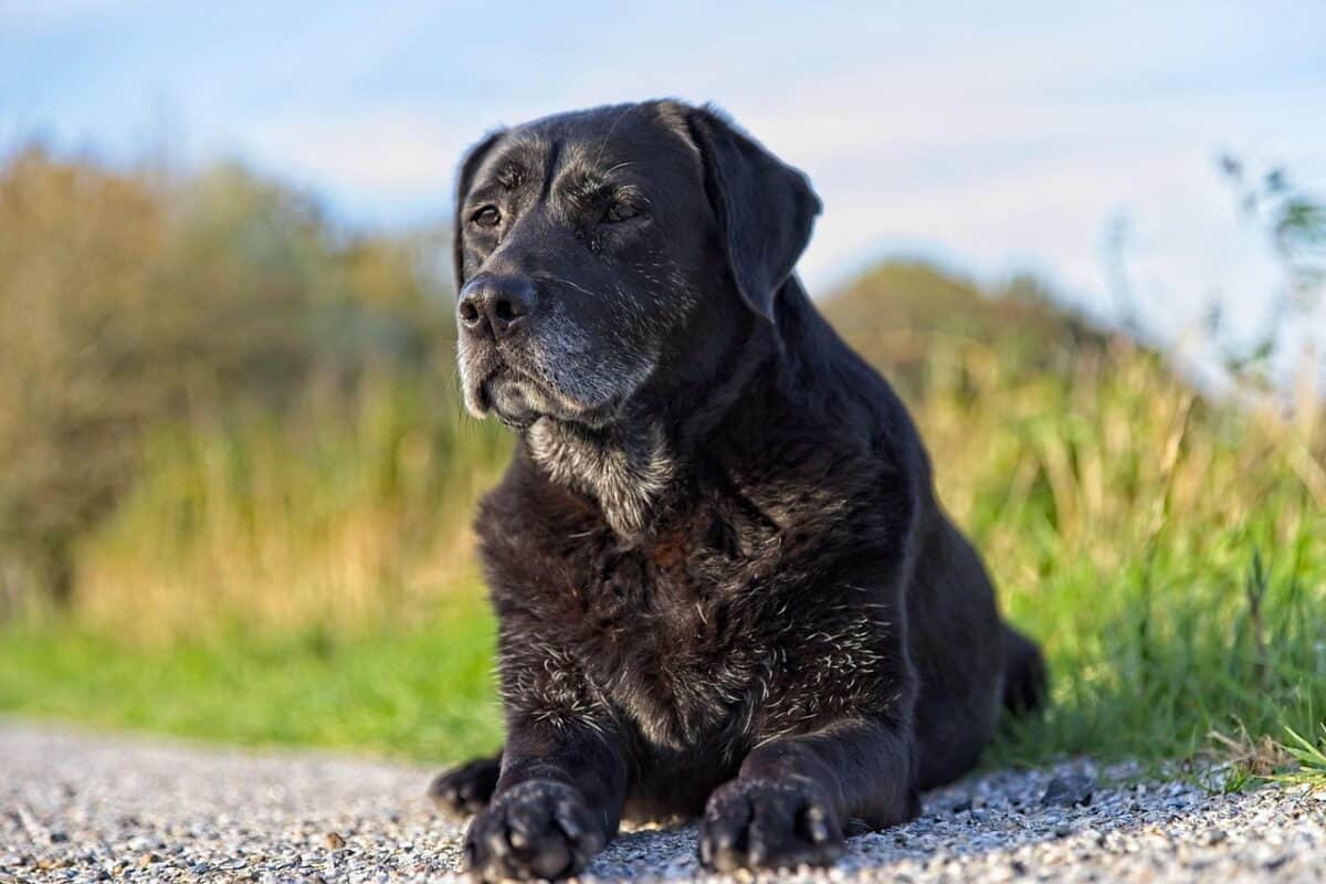 How to Care for Aging Dogs: Essentials, Diet, and Daily Routines ...