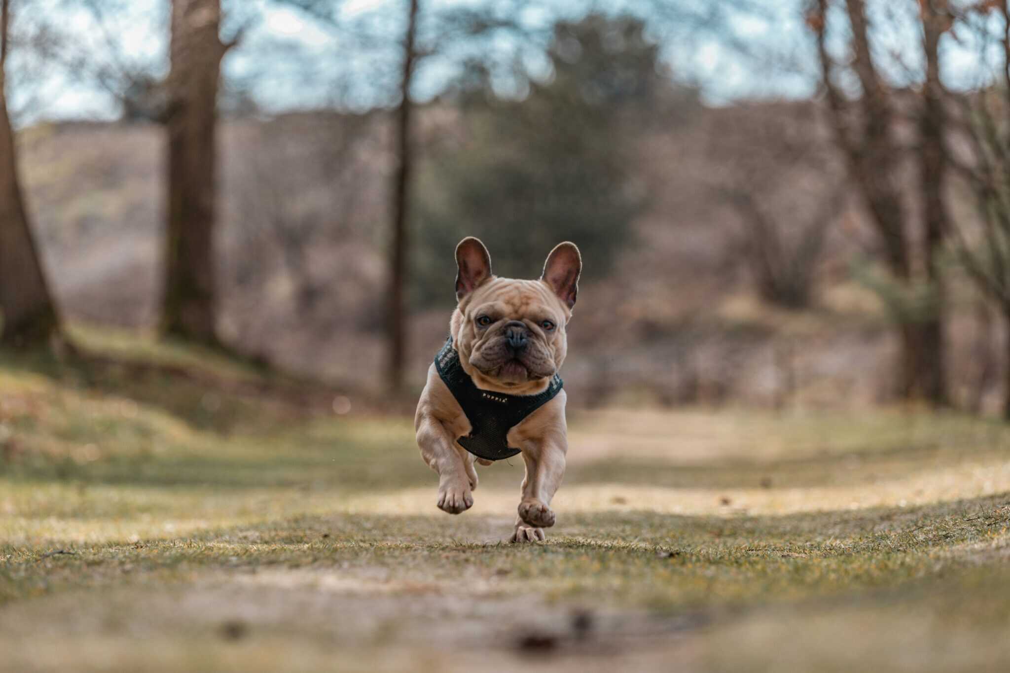Actionable Tips to Raise a Calm and Anxiety-Free Dog - PetMeDaily