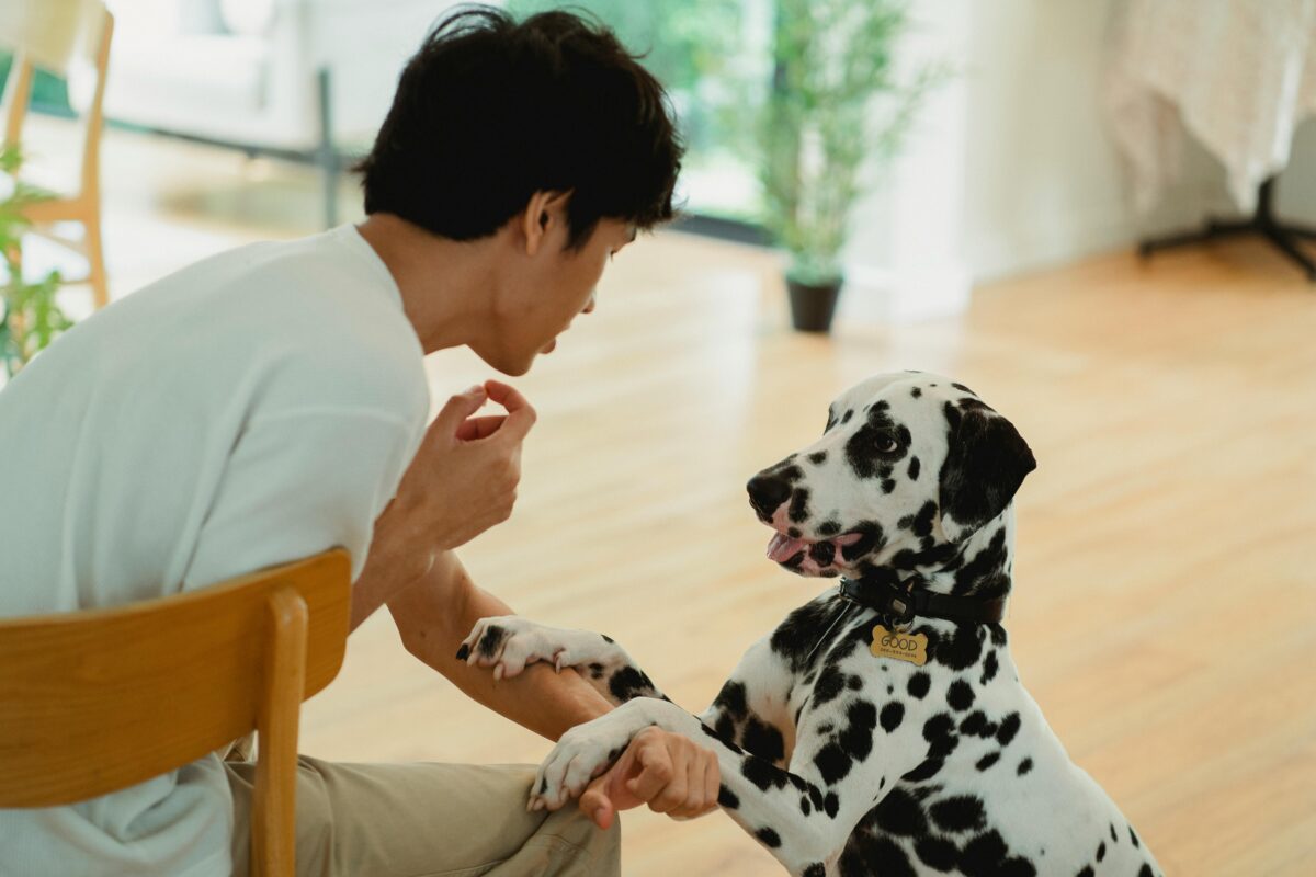 How to Build Better Obedience at Home With Simple Daily Dog Training ...
